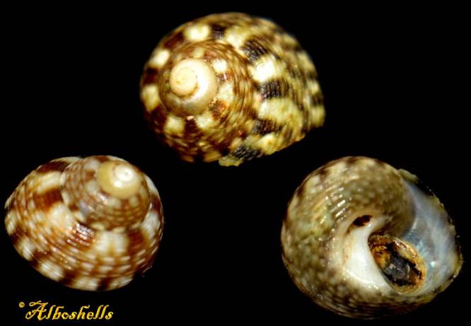 shellauction.net :: Gibbula racketti - 3540758