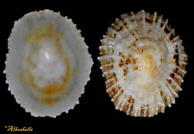 shellauction.net :: Patella ulyssiponensis - 3540780