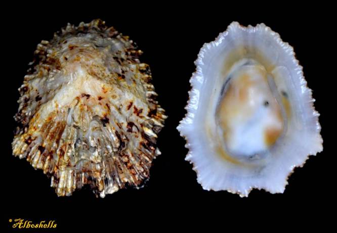 shellauction.net :: Patella ulyssiponensis - 3540781