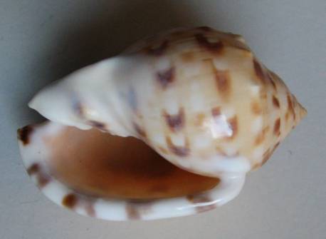 shellauction.net :: Semicassis labiata iheringi - 3541401