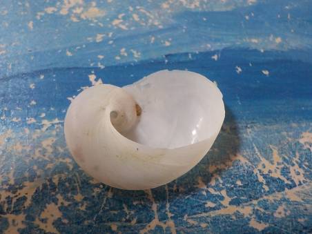 shellauction.net :: Sinum perspectivum - 3541644