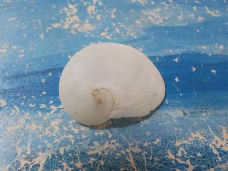 shellauction.net :: Sinum perspectivum - 3541644