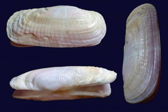 shellauction.net :: Bivalvia sp. - 3541842