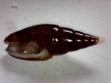 shellauction.net :: Legula species - 3542167