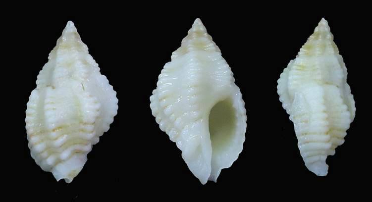 shellauction.net :: Pascula ochrostoma - 3542608