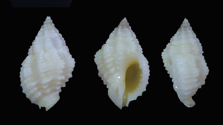 shellauction.net :: Pascula ochrostoma - 3542622