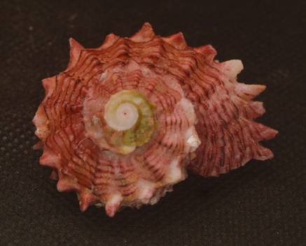 shellauction.net :: Angaria rugosa - 3543471