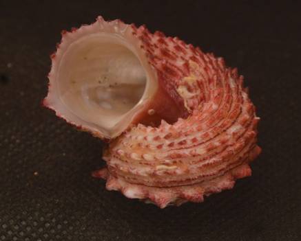 shellauction.net :: Angaria rugosa - 3543472