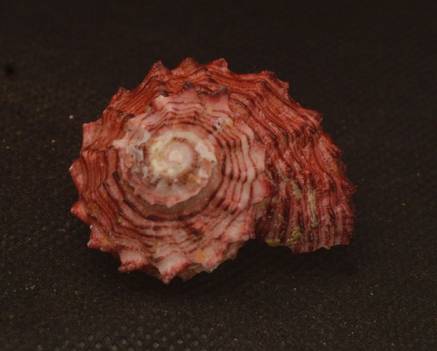 shellauction.net :: Angaria rugosa - 3543472