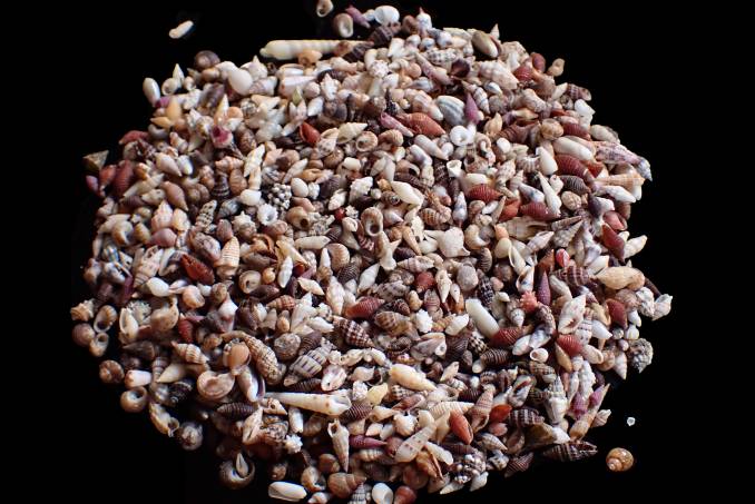 shellauction.net :: Assorted microshells - 3543478