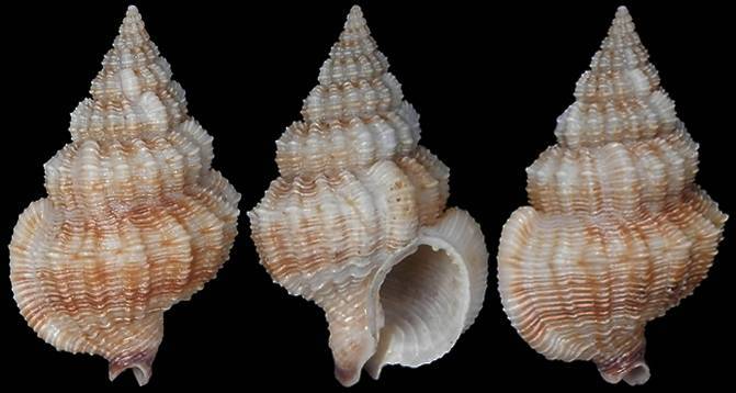 shellauction.net :: Nassaria recurva - 3543759