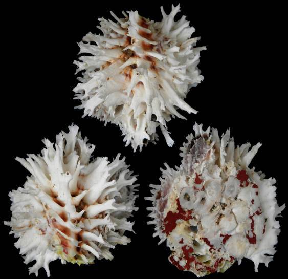 shellauction.net :: Chama lazarus - 3543836