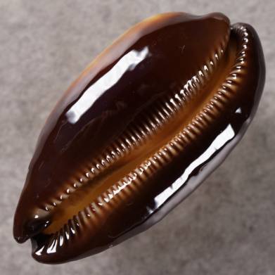 shellauction.net :: Talparia talpa f. imperialis - 3543948