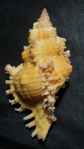 shellauction.net :: Chicoreus torrefactus - 3543960