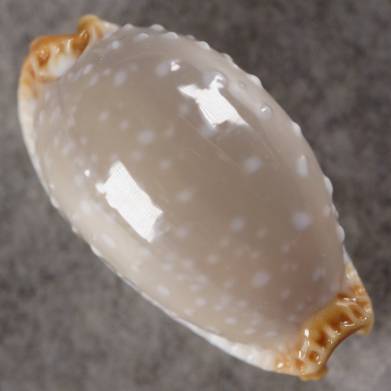 shellauction.net :: Staphylaea limacina limacina - 3544000