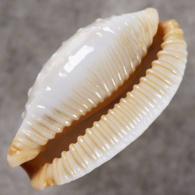 shellauction.net :: Staphylaea limacina limacina - 3544000