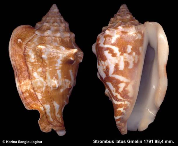 shellauction.net :: Strombus latus - 3544287