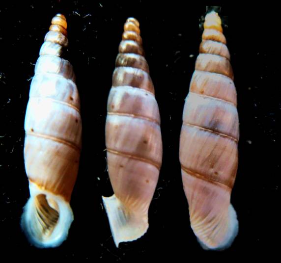 shellauction.net :: Albinaria schuetti schuetti - 3545125