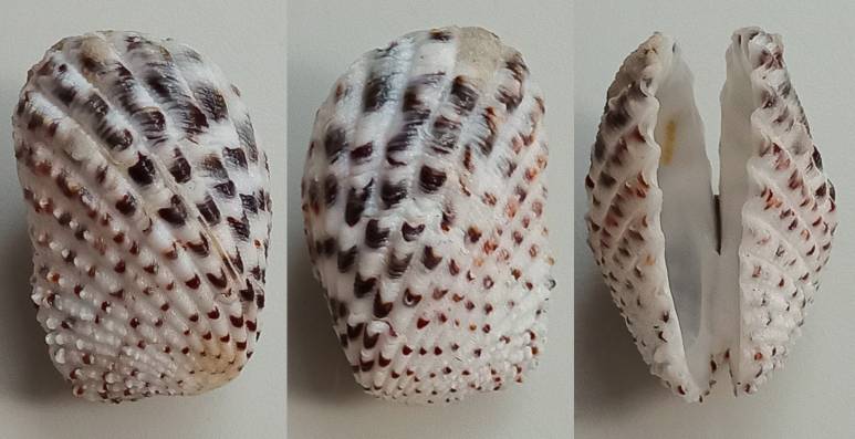 shellauction.net :: Cardita variegata - 3545466