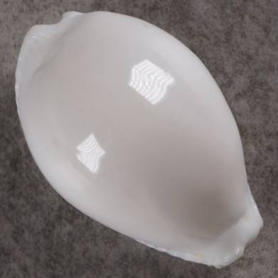 shellauction.net :: Naria eburnea - 3545502