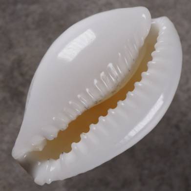 shellauction.net :: Naria eburnea - 3545502