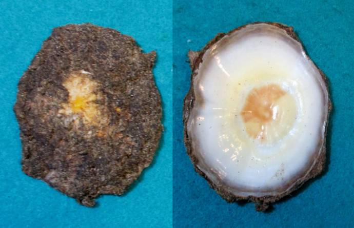 shellauction.net :: Umbraculum umbraculum - 3547741