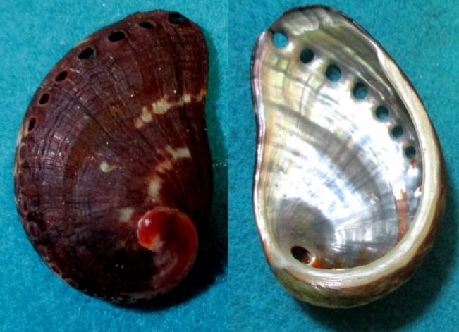 shellauction.net :: Haliotis spadicea - 3547748