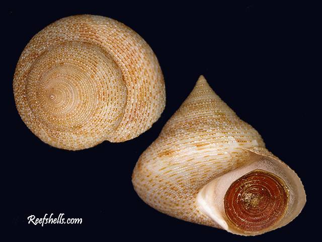 shellauction.net :: Maurea waikanae - 3547756