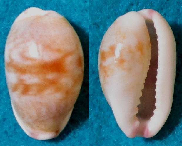 shellauction.net :: Palmadusta (Melicerona) fimbriata durbanensis var ...