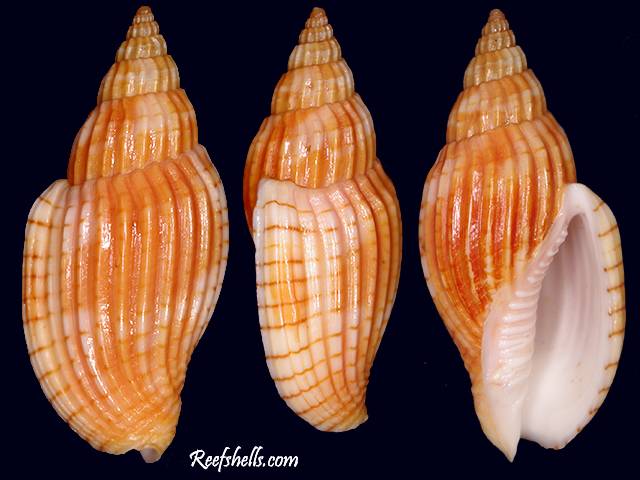 shellauction.net :: Lyria delessertiana - 3547791