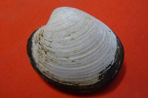 shellauction.net :: Arctica islandica - 3548381