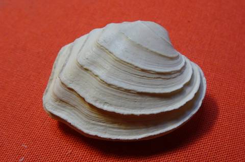 shellauction.net :: Bassina disjecta - 3548434