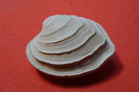 shellauction.net :: Bassina disjecta - 3548434