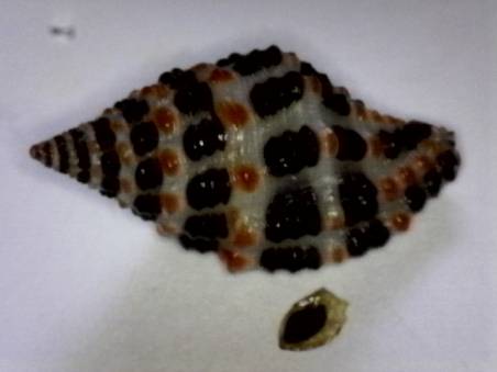 shellauction.net :: Engina lineata - 3548438