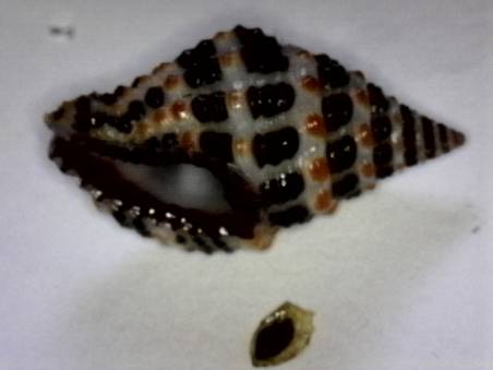 shellauction.net :: Engina lineata - 3548438