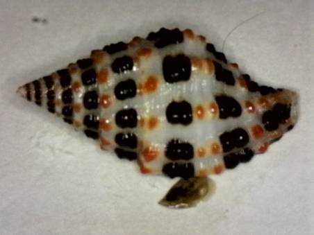 shellauction.net :: Engina lineata - 3548440