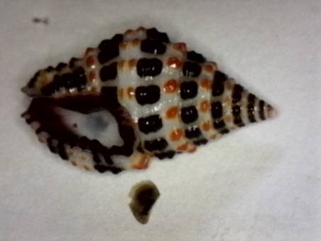 shellauction.net :: Engina lineata - 3548440