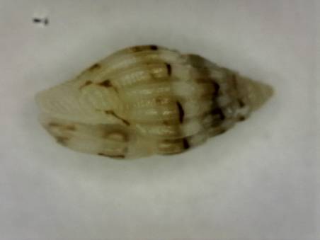 shellauction.net :: Mitrella species - 3549138