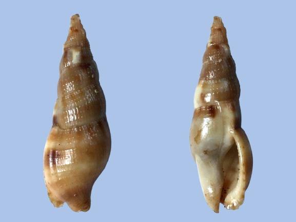 shellauction.net :: Colubraria nitidula - 3549340