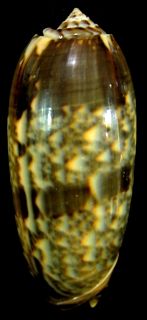 shellauction.net :: Oliva miniacea f. johnsoni - 3549493