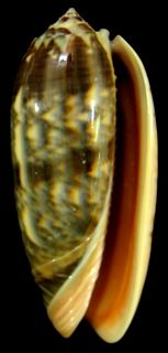 shellauction.net :: Oliva miniacea f. johnsoni - 3549493