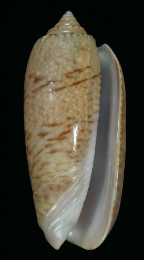 shellauction.net :: Oliva scripta - 3549836