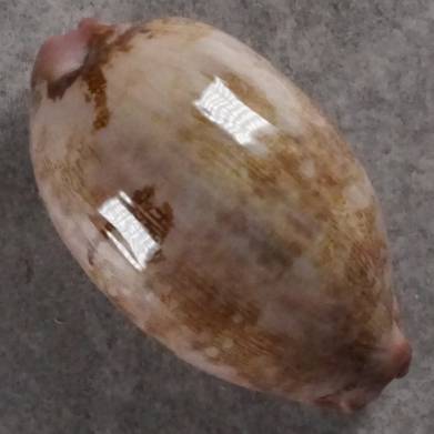 shellauction.net :: Leporicypraea mappa mappa f. panerythra - 3549975