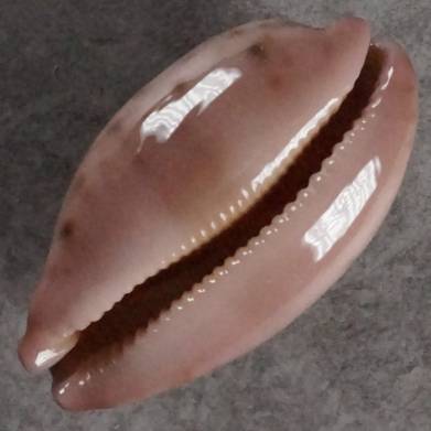 shellauction.net :: Leporicypraea mappa mappa f. panerythra - 3549975