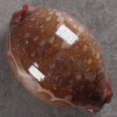 shellauction.net :: Leporicypraea mappa mappa f. panerythra - 3549978