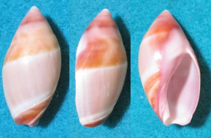 shellauction.net :: Amalda contusa - 3549997