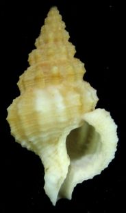 shellauction.net :: Nassaria acuminata - 3550083