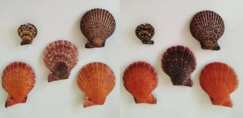 shellauction.net :: Chlamys set - 3550183