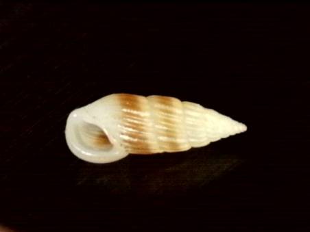 shellauction.net :: Rissoa species - 3550407