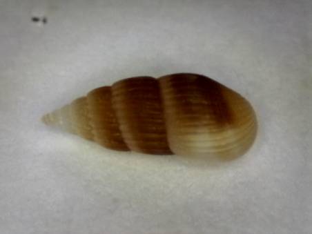 shellauction.net :: Rissoa species - 3550409